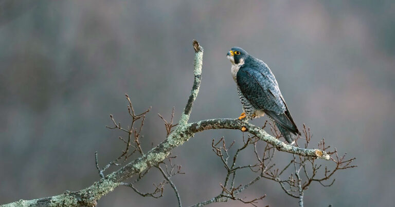 Species of Greatest Conservation Need – Virginia Bird Atlas