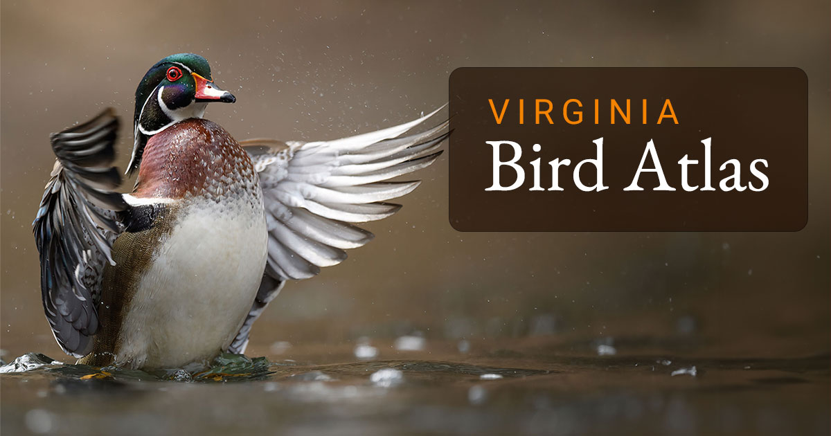 Eastern Whip-poor-will - Virginia Bird Atlas